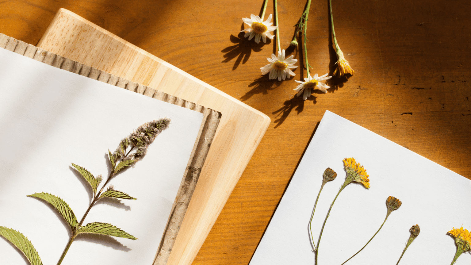 Herbarium anlegen: Botanisches Tagebuch starten